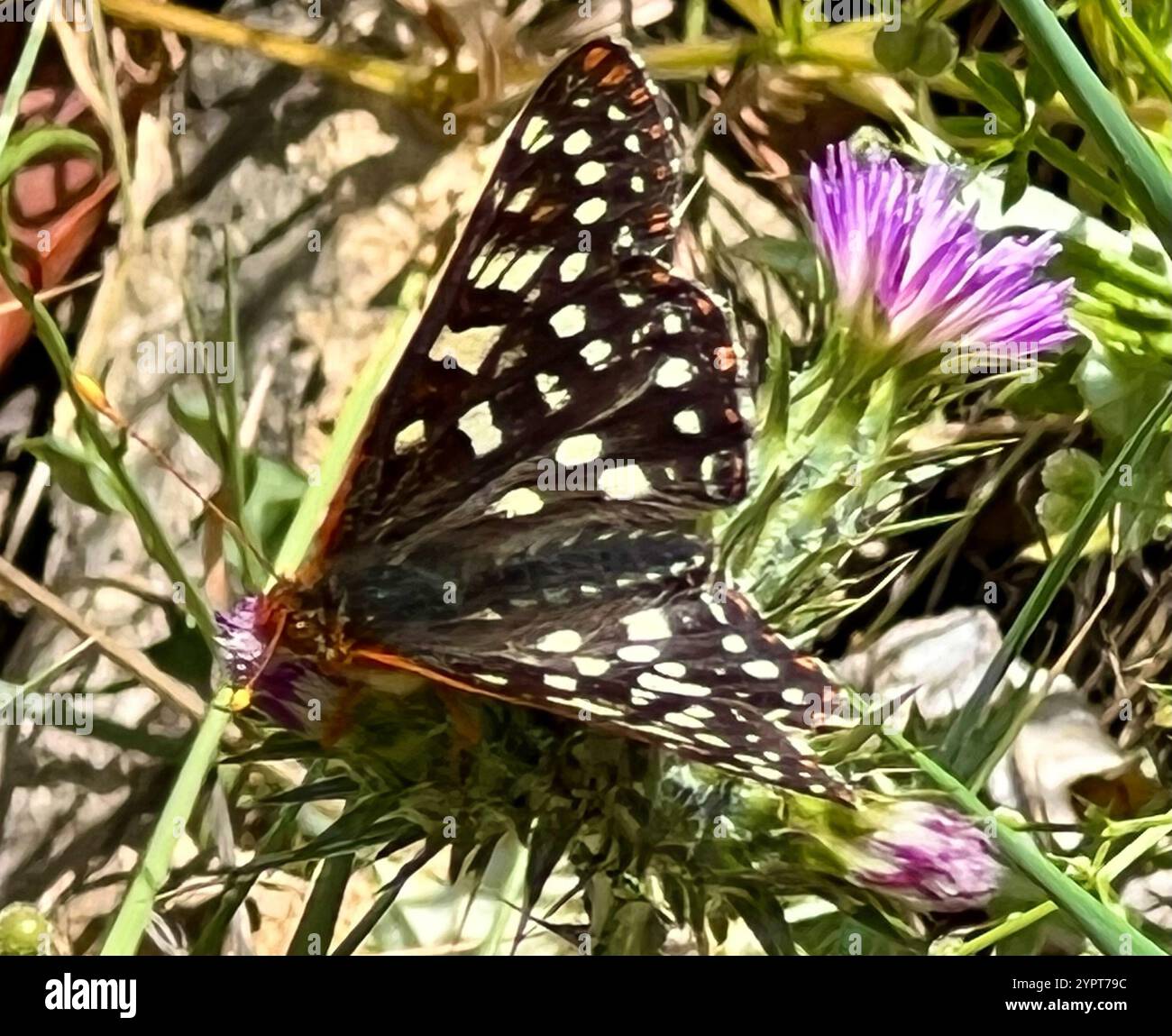 Variable Checkerspot (Euphydryas chalcedona Stock Photo - Alamy