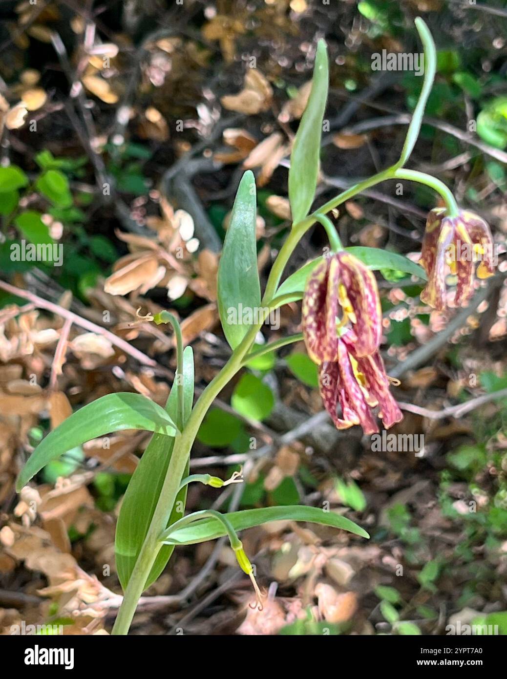 checker lily (Fritillaria affinis Stock Photo - Alamy