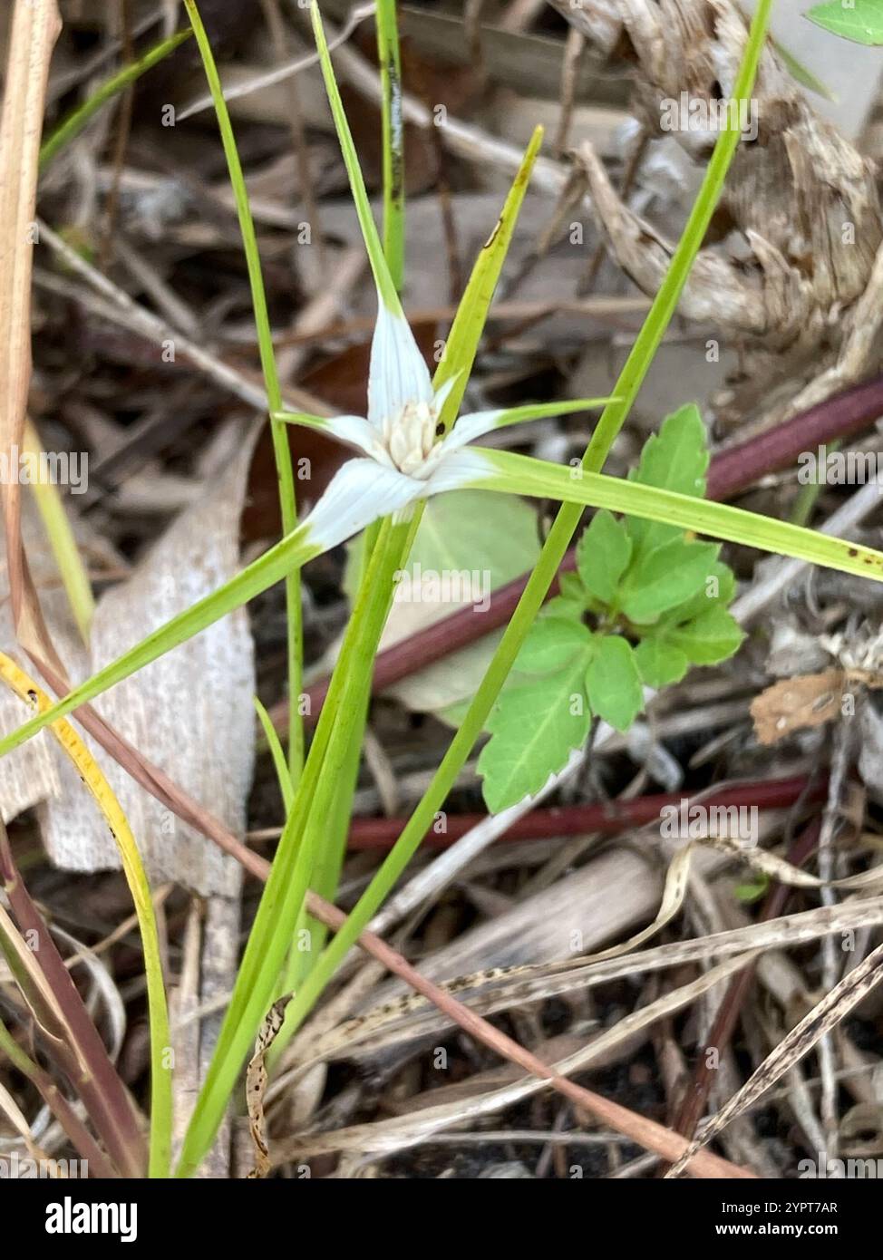 whitetop sedge (Rhynchospora colorata Stock Photo - Alamy
