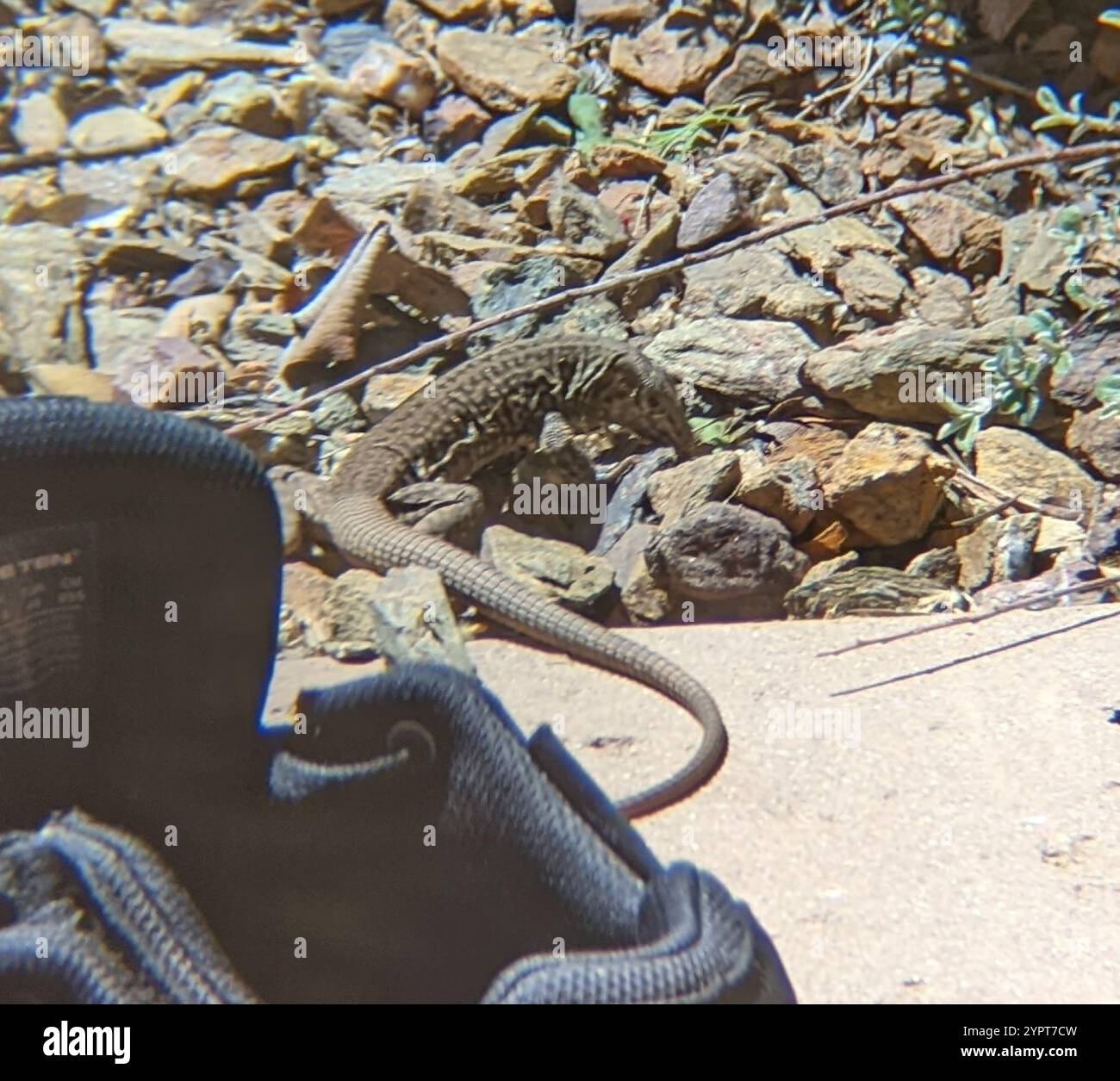 Western Whiptail (Aspidoscelis tigris Stock Photo - Alamy