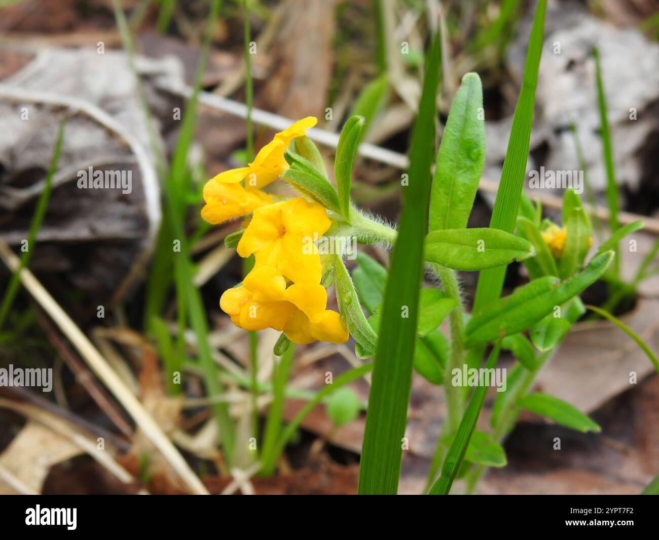 hoary puccoon (Lithospermum canescens Stock Photo - Alamy