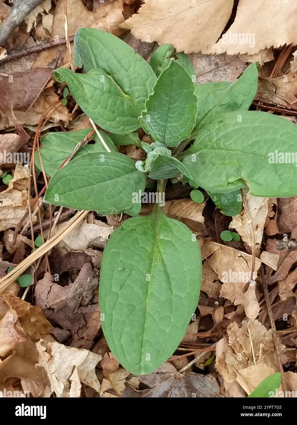 virginia stickseed (Hackelia virginiana Stock Photo - Alamy