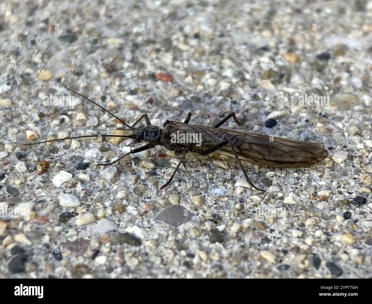 Winter Stoneflies (Taeniopterygidae Stock Photo - Alamy