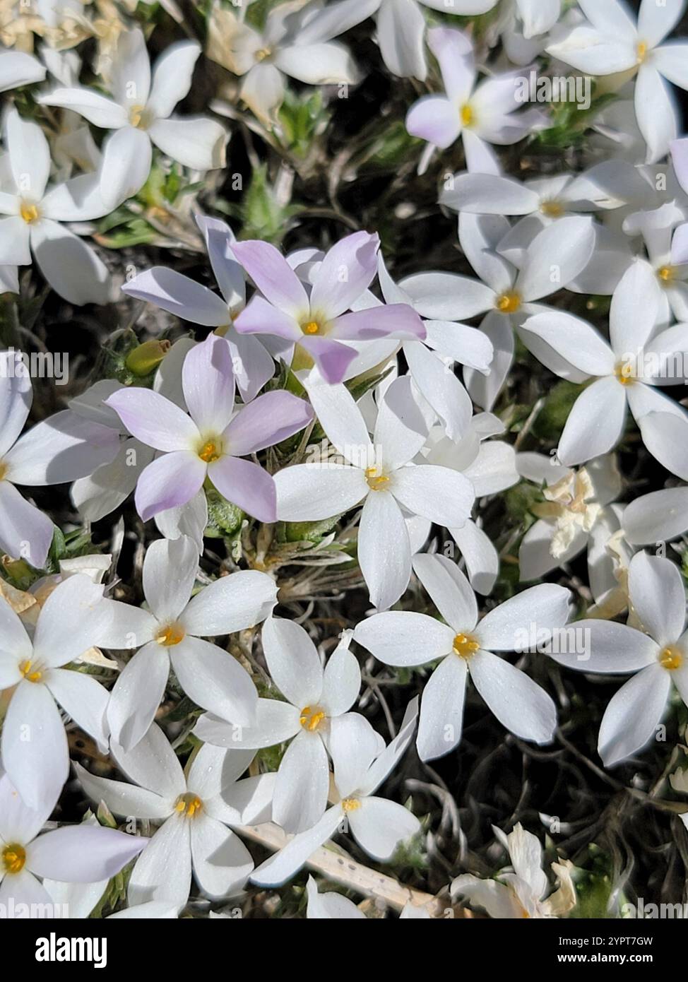 spreading phlox (Phlox diffusa Stock Photo - Alamy