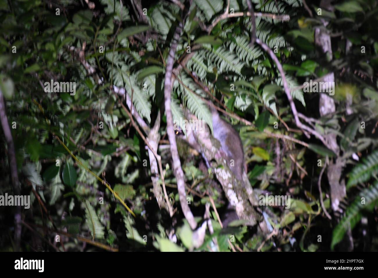 Dwarf Lemurs (Cheirogaleus Stock Photo - Alamy