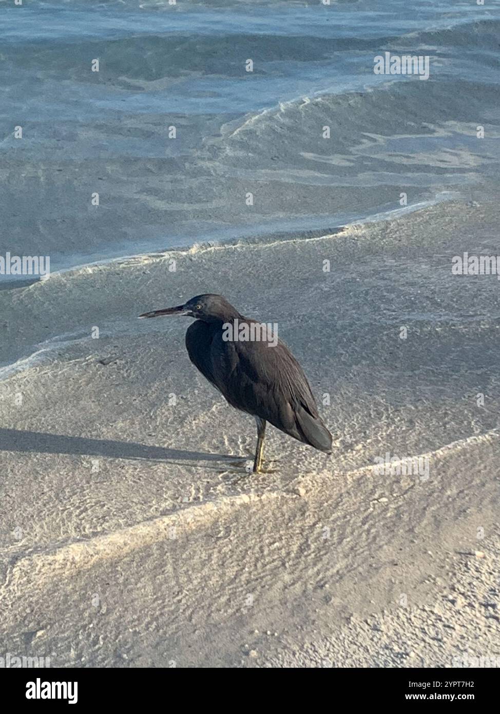 Pacific Reef Heron (Egretta sacra Stock Photo - Alamy