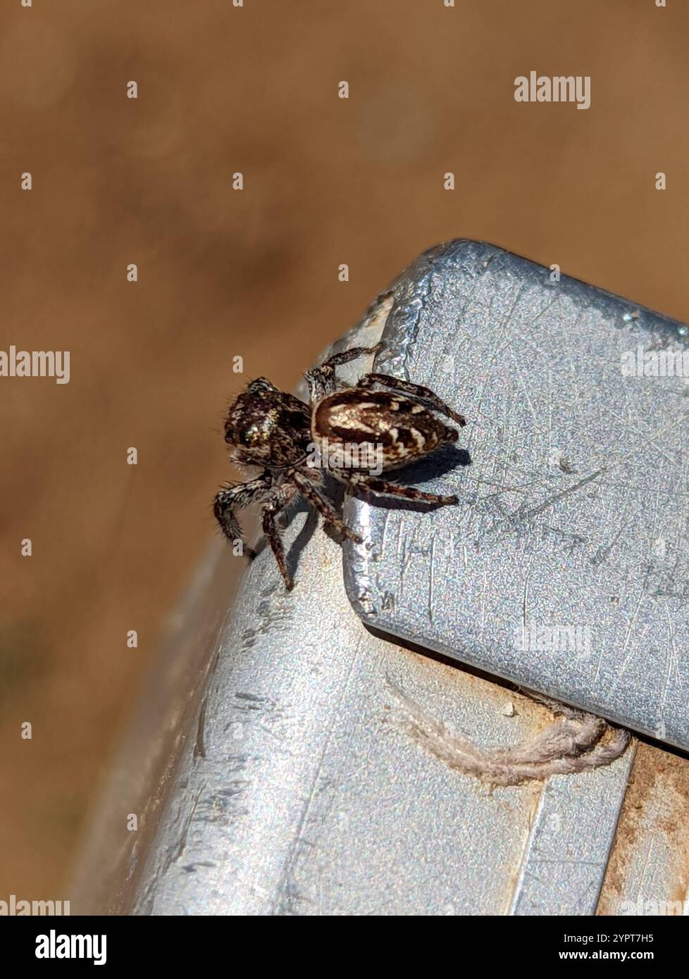 Bronze Jumping Spider (Eris militaris Stock Photo - Alamy