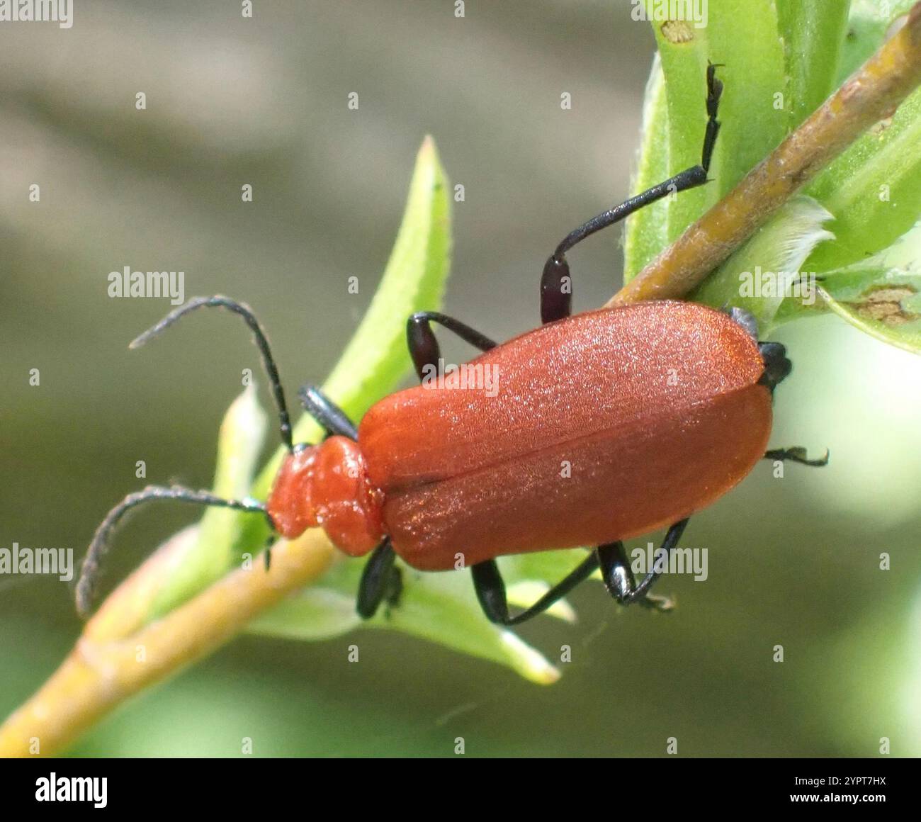 Common Cardinal Beetle (Pyrochroa serraticornis Stock Photo - Alamy
