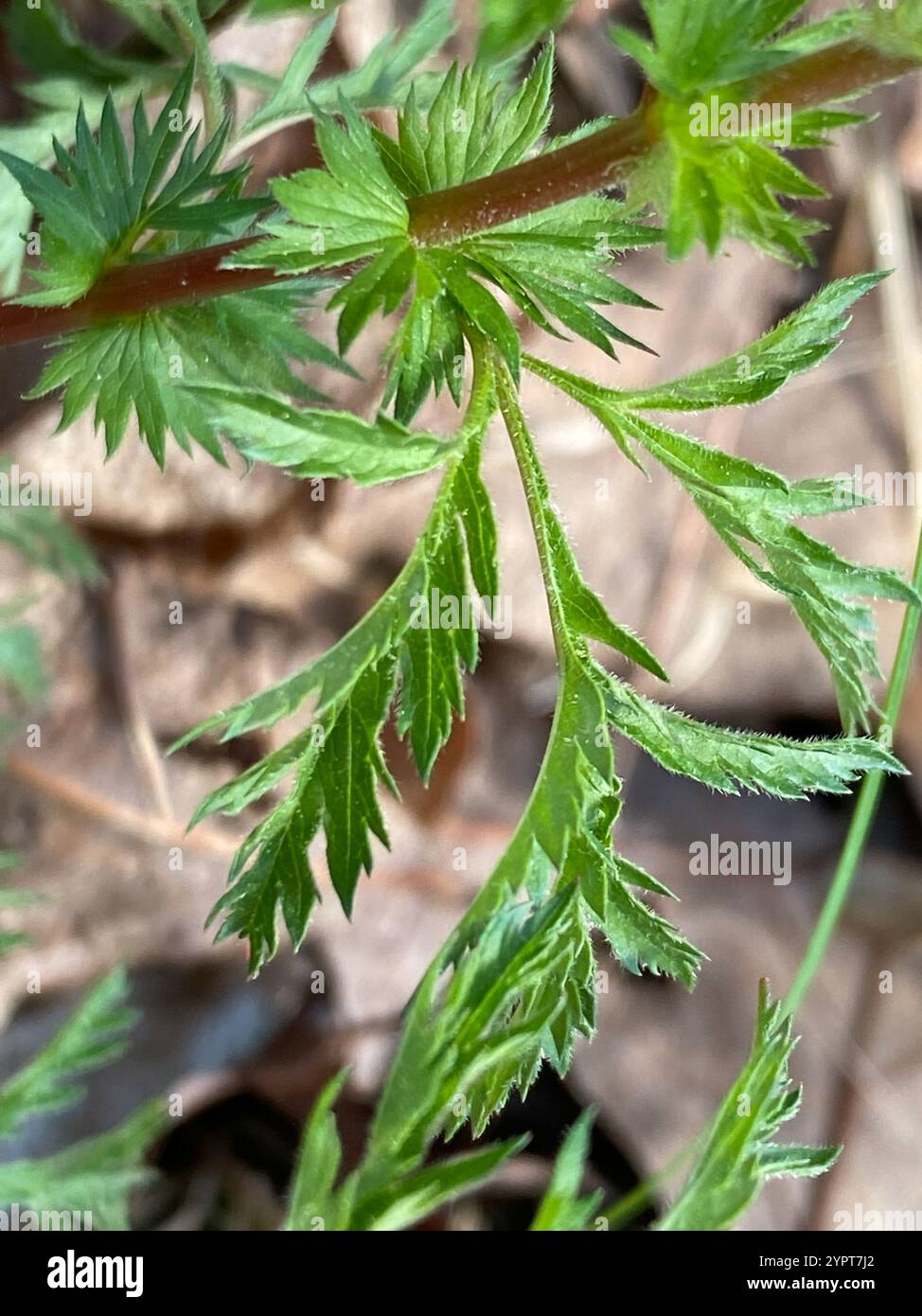 American ipecac (Gillenia stipulata Stock Photo - Alamy