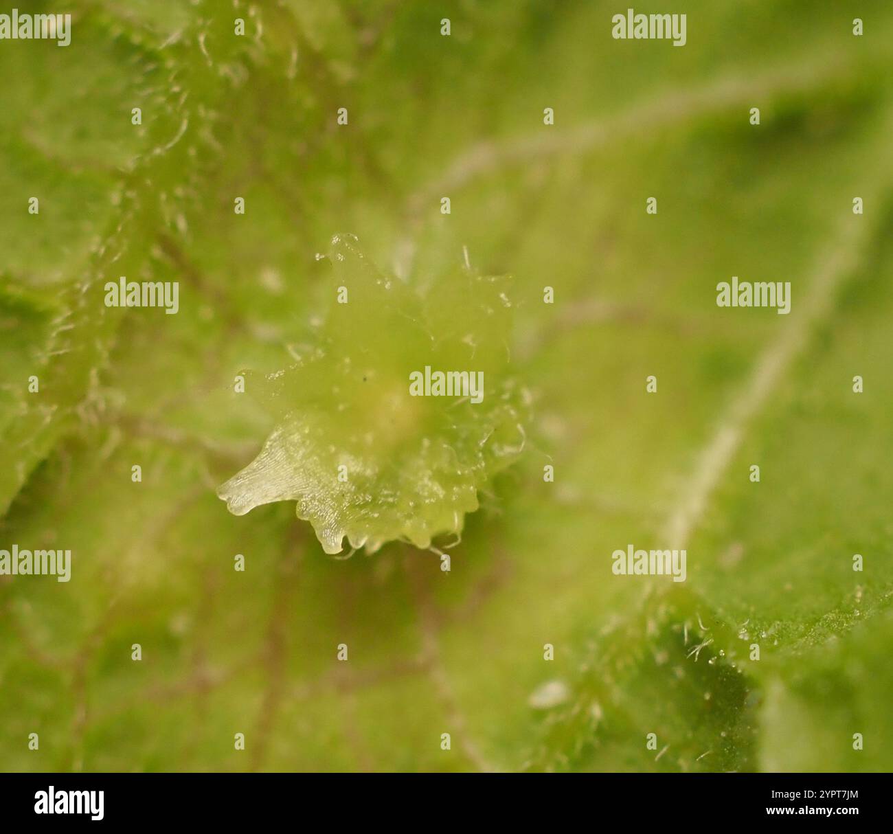 Hackberry Star Gall Psyllid (Pachypsylla celtidisasterisca Stock Photo ...
