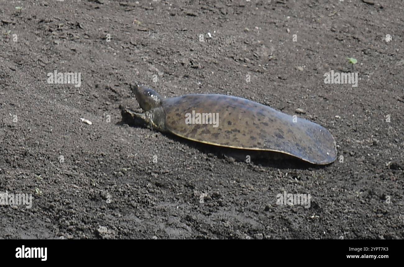 Spiny Softshell (Apalone spinifera Stock Photo - Alamy