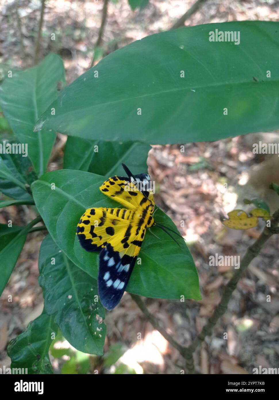 False Tiger Moth (Dysphania militaris Stock Photo - Alamy