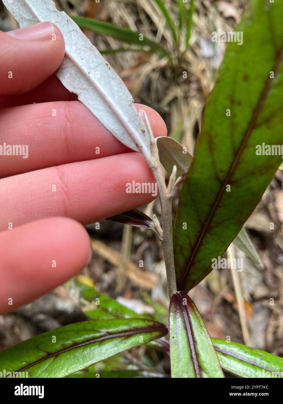 Korokio (Corokia buddleioides Stock Photo - Alamy
