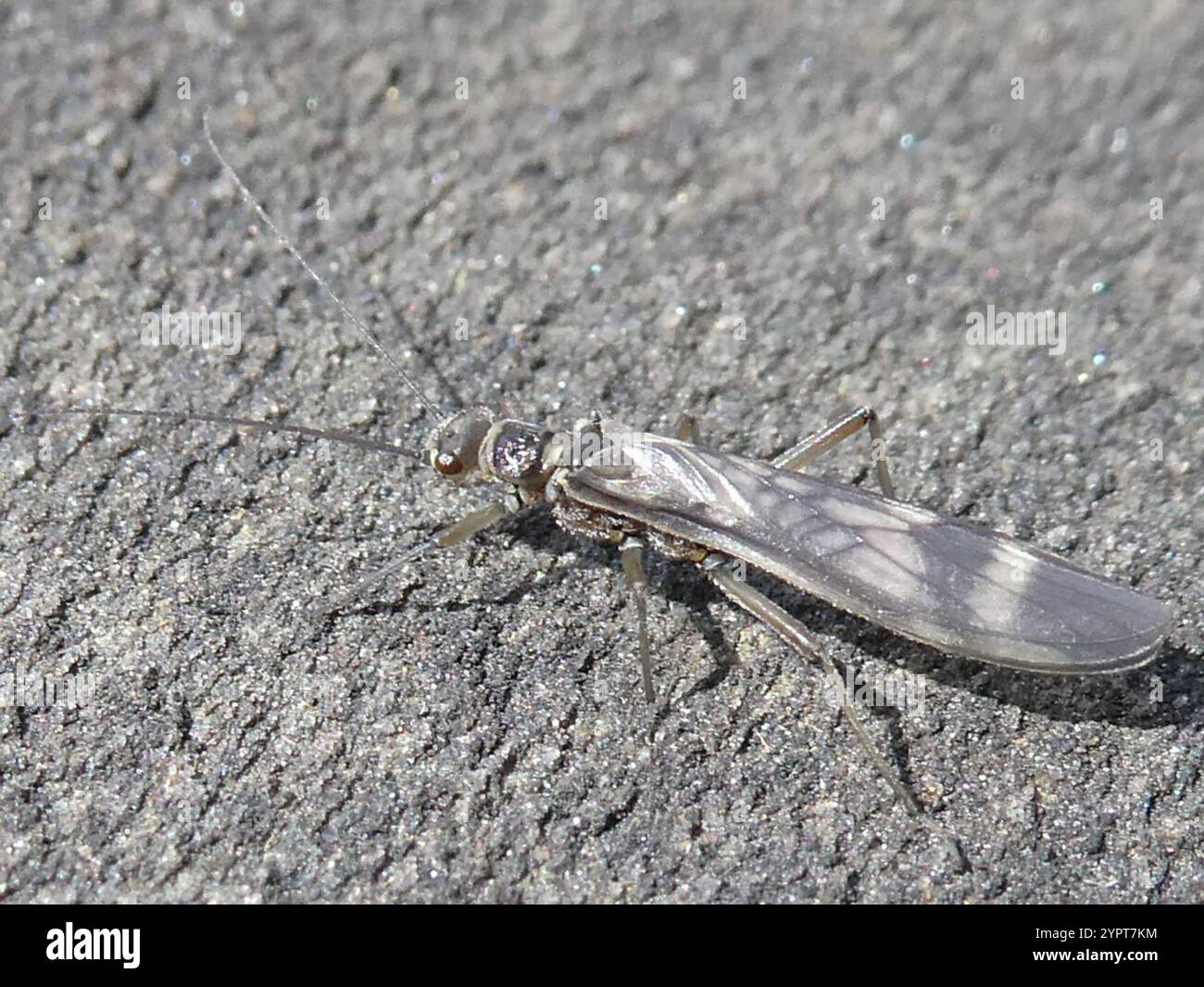 Winter Stoneflies (Taeniopterygidae Stock Photo - Alamy