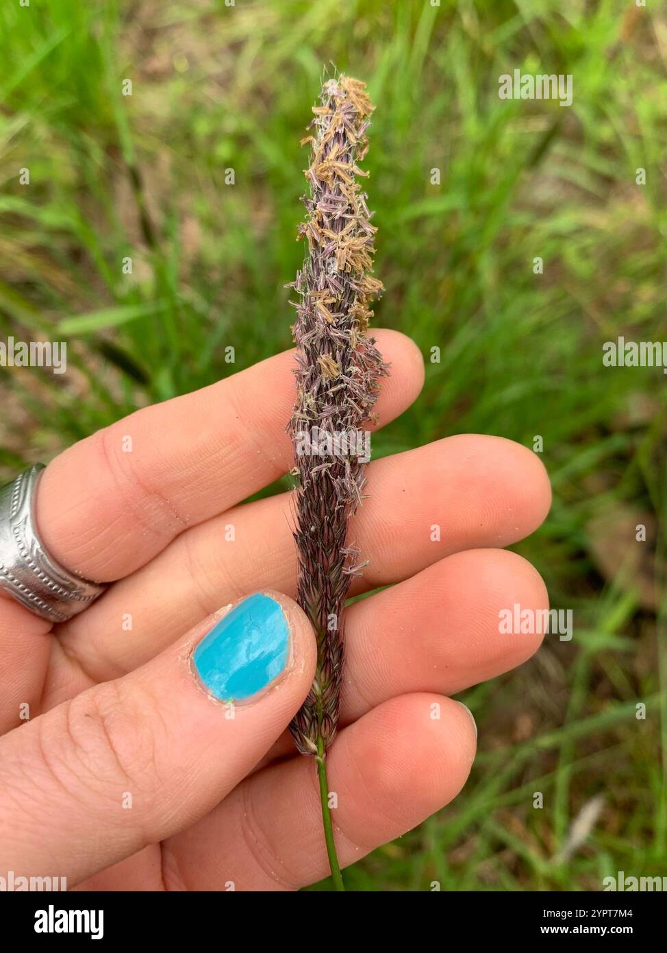 Foxtail grasses (Alopecurus Stock Photo - Alamy