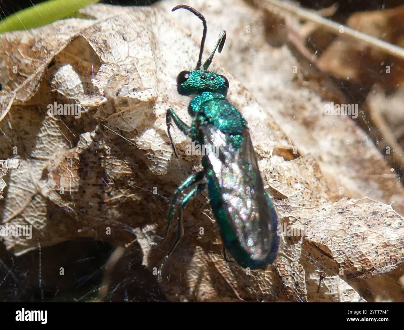 Cuckoo Wasps (Chrysididae Stock Photo - Alamy