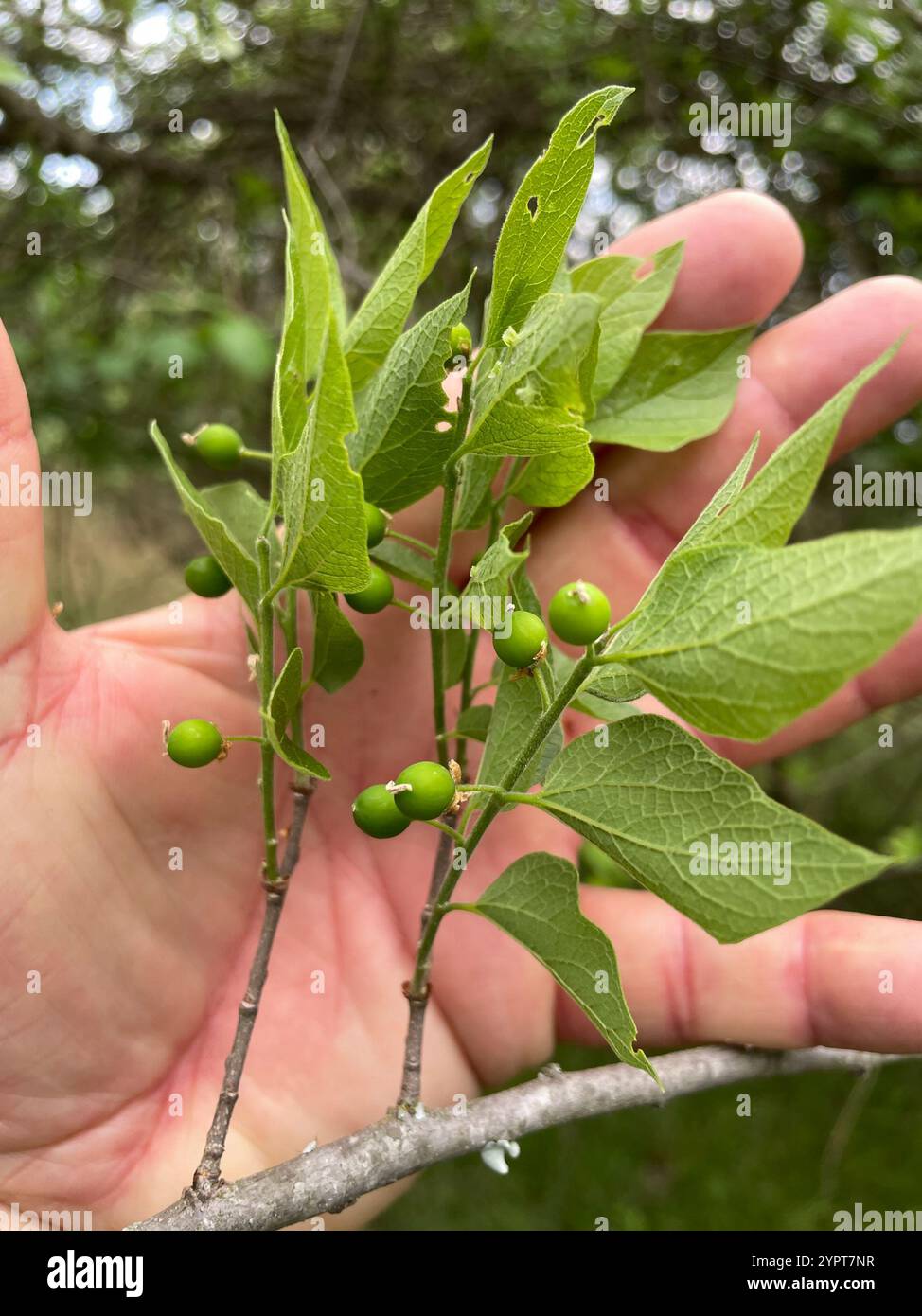 netleaf hackberry (Celtis reticulata Stock Photo - Alamy