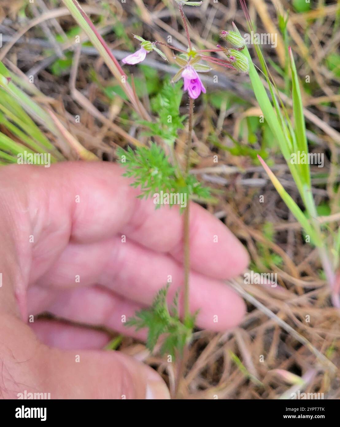 Redstem Stork's-bill (Erodium cicutarium Stock Photo - Alamy