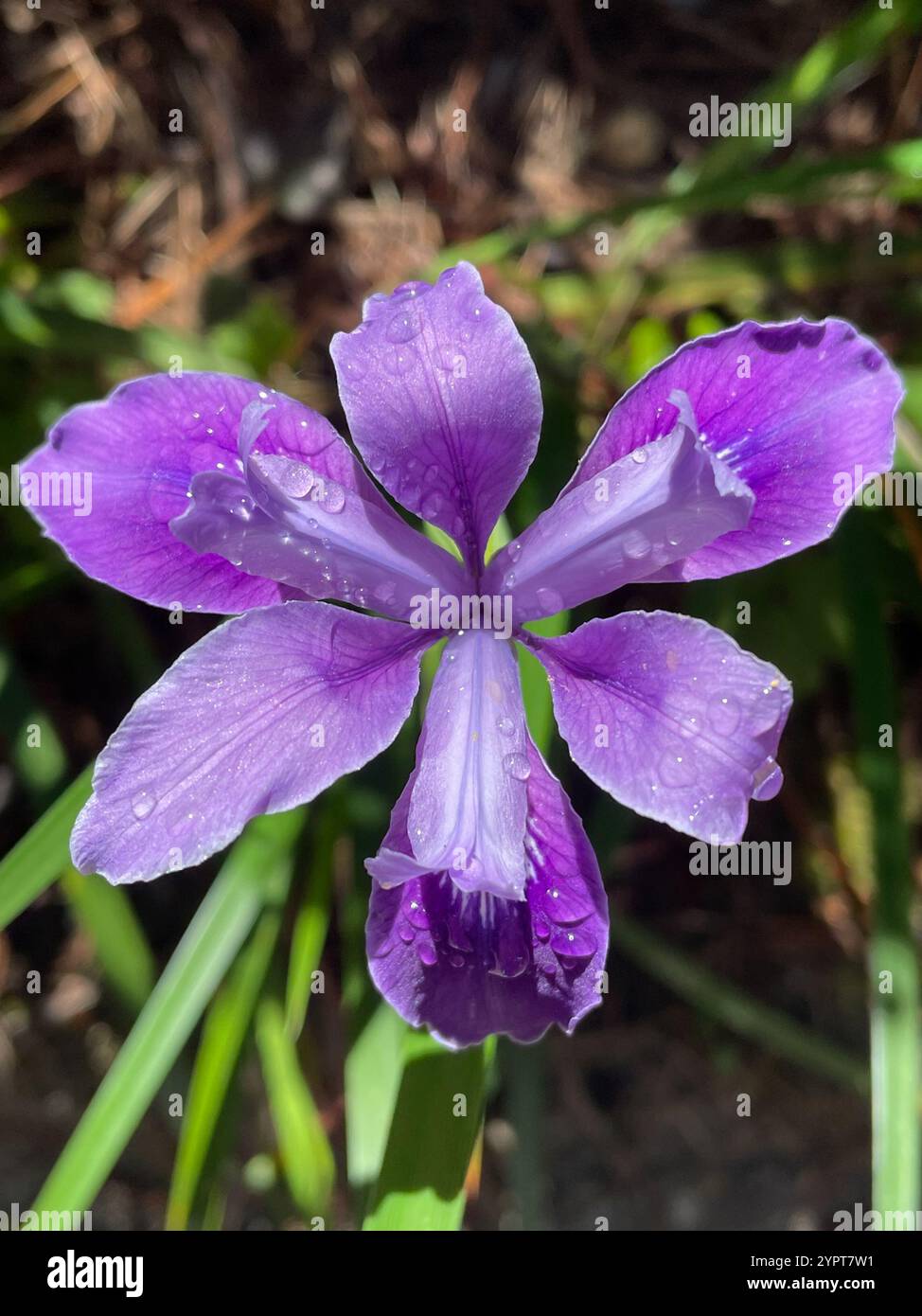 Douglas iris (Iris douglasiana Stock Photo - Alamy