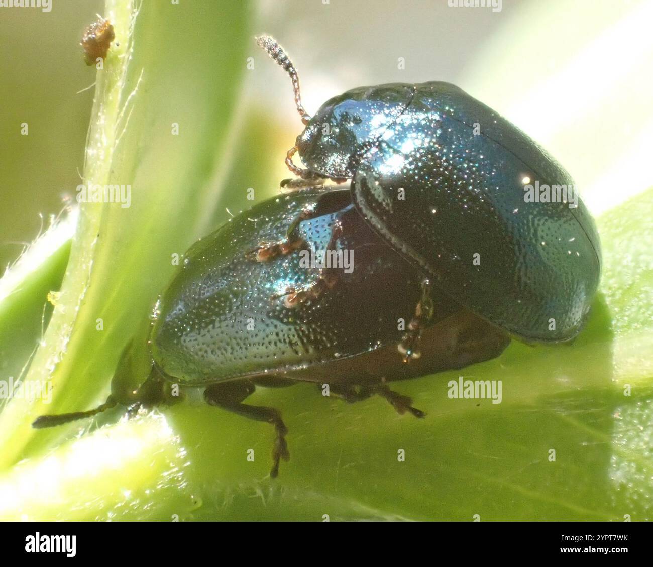 Willow Leaf Beetle (Plagiodera versicolora Stock Photo - Alamy