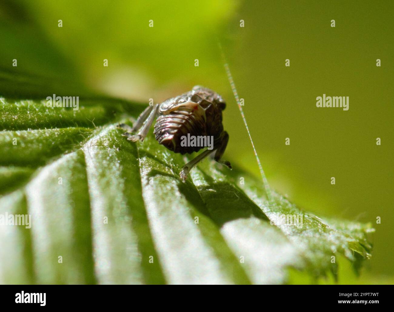 True Hoppers (Auchenorrhyncha Stock Photo - Alamy