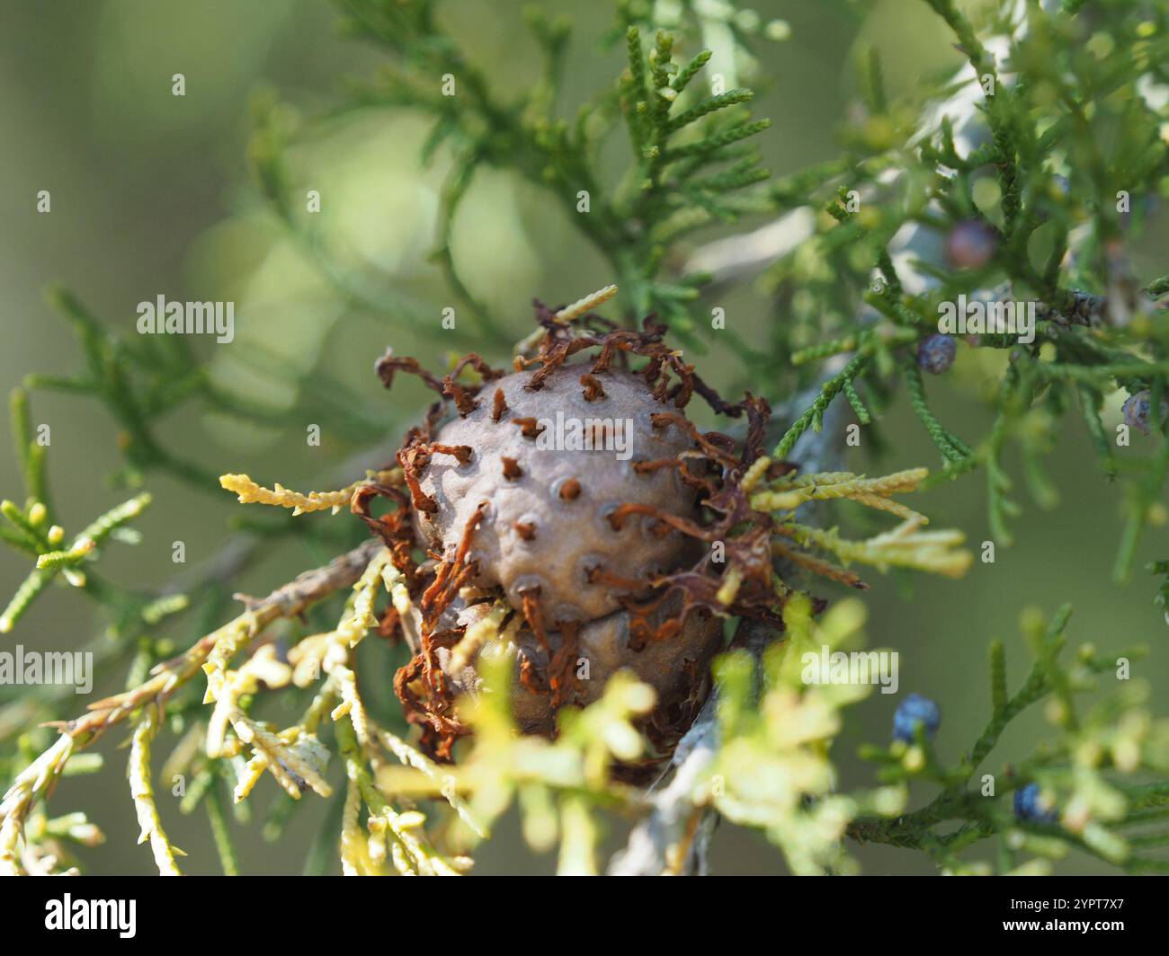 Cedar-apple rust (Gymnosporangium juniperi-virginianae Stock Photo - Alamy