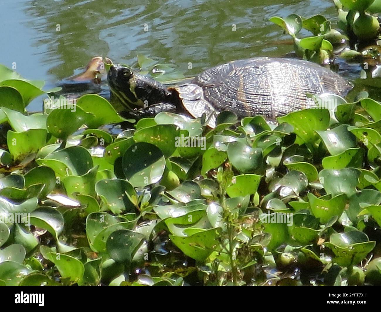 Pond Slider (Trachemys scripta Stock Photo - Alamy