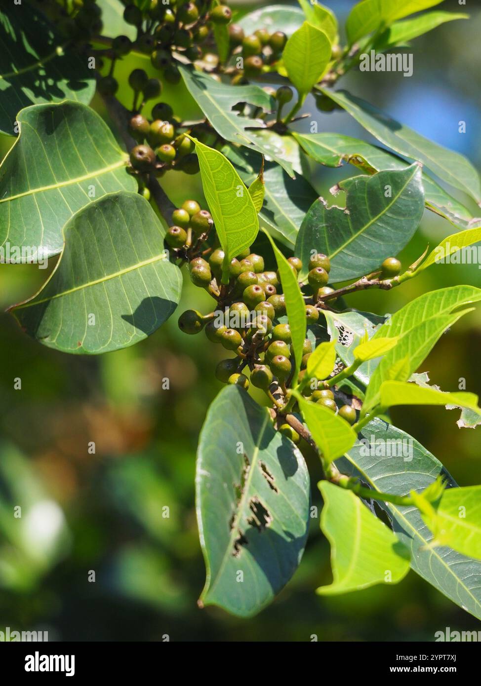 figwood (Ficus virgata Stock Photo - Alamy