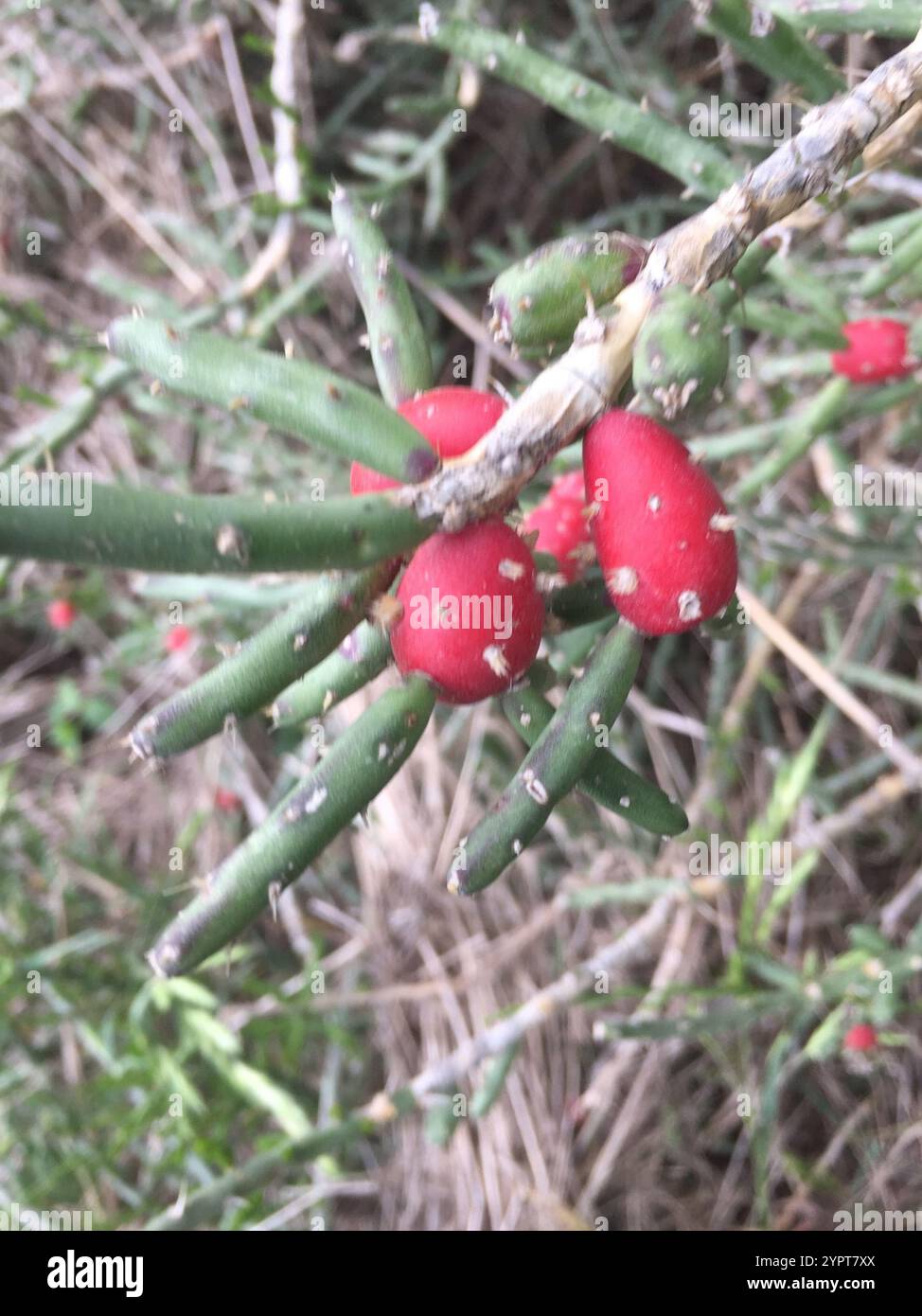 Christmas cholla (Cylindropuntia leptocaulis Stock Photo - Alamy