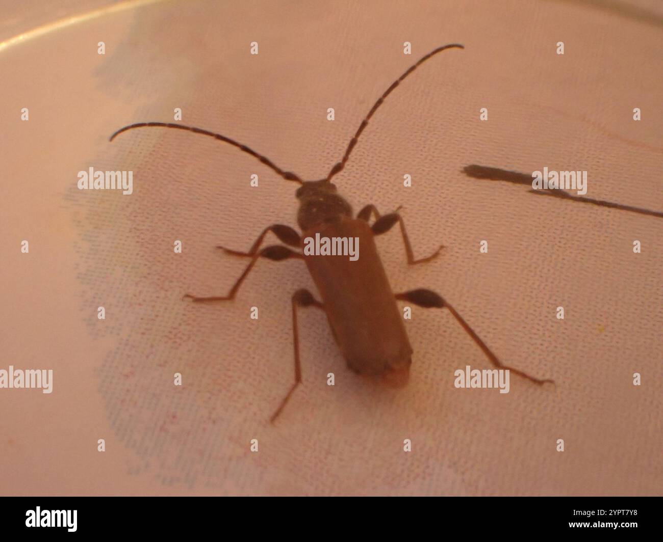 Tanbark Borer (Phymatodes testaceus Stock Photo - Alamy