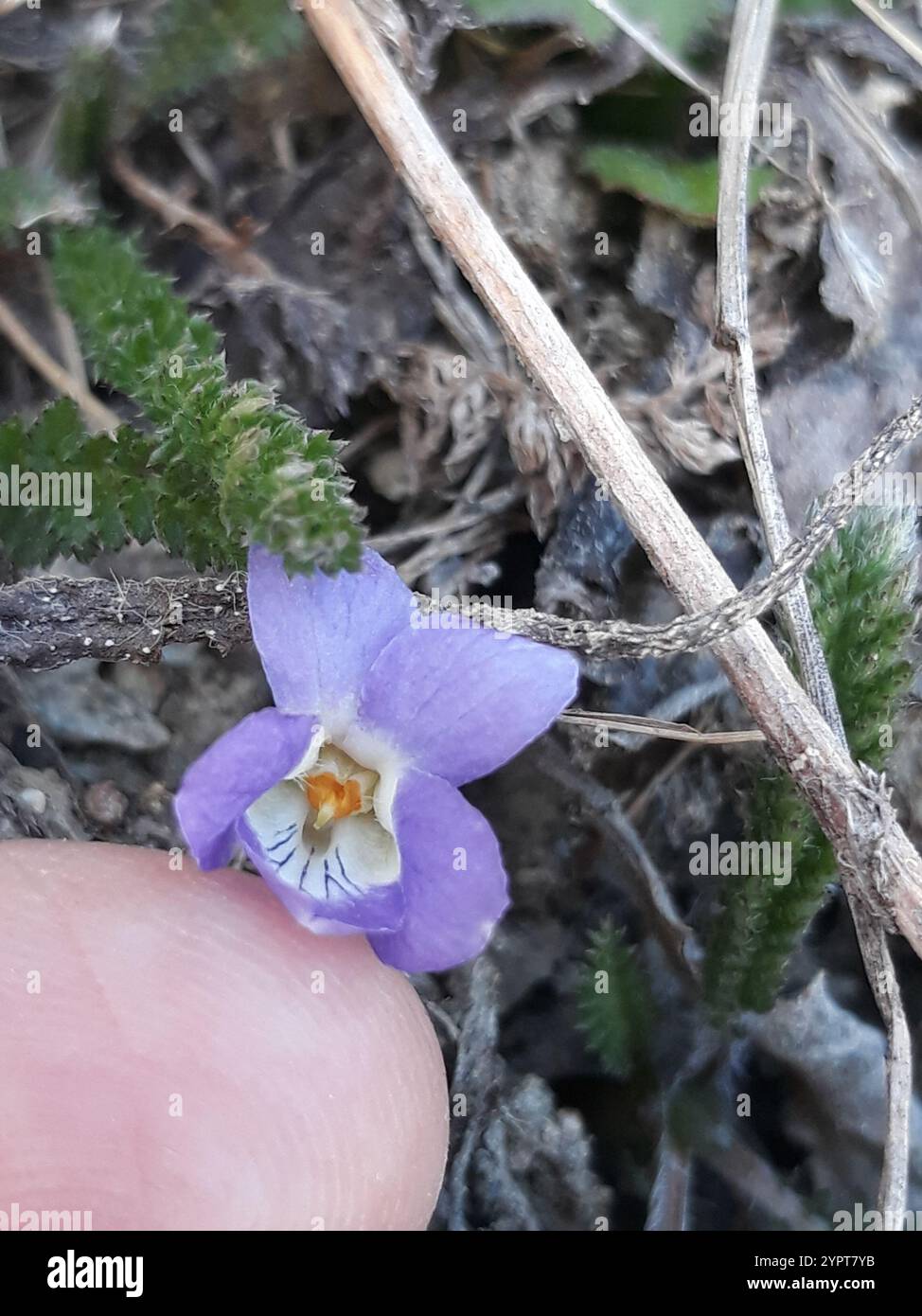 Russian Violet (Viola suavis Stock Photo - Alamy