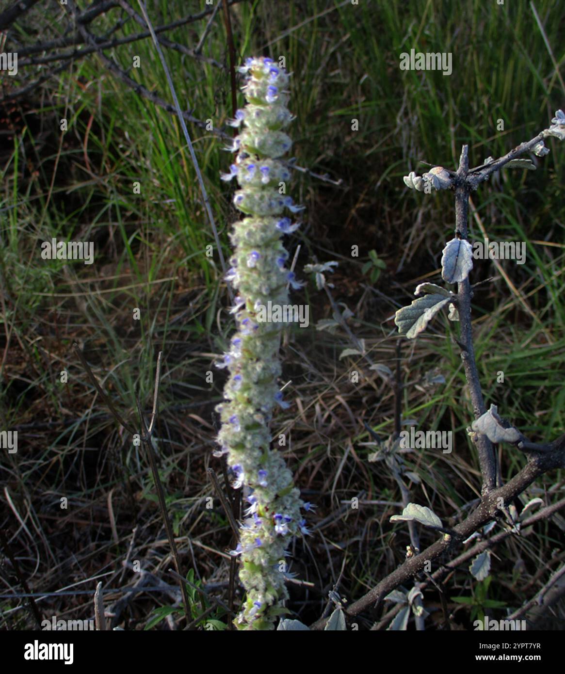 Camphor Spurflower (Coleus cylindraceus Stock Photo - Alamy