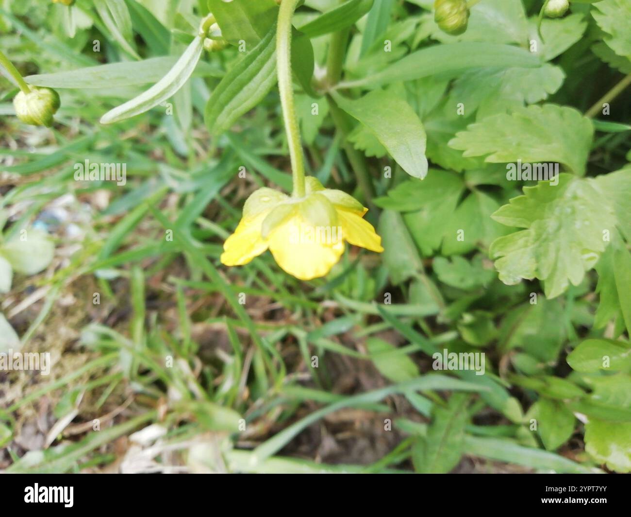 One-leaf buttercup (Ranunculus monophyllus Stock Photo - Alamy