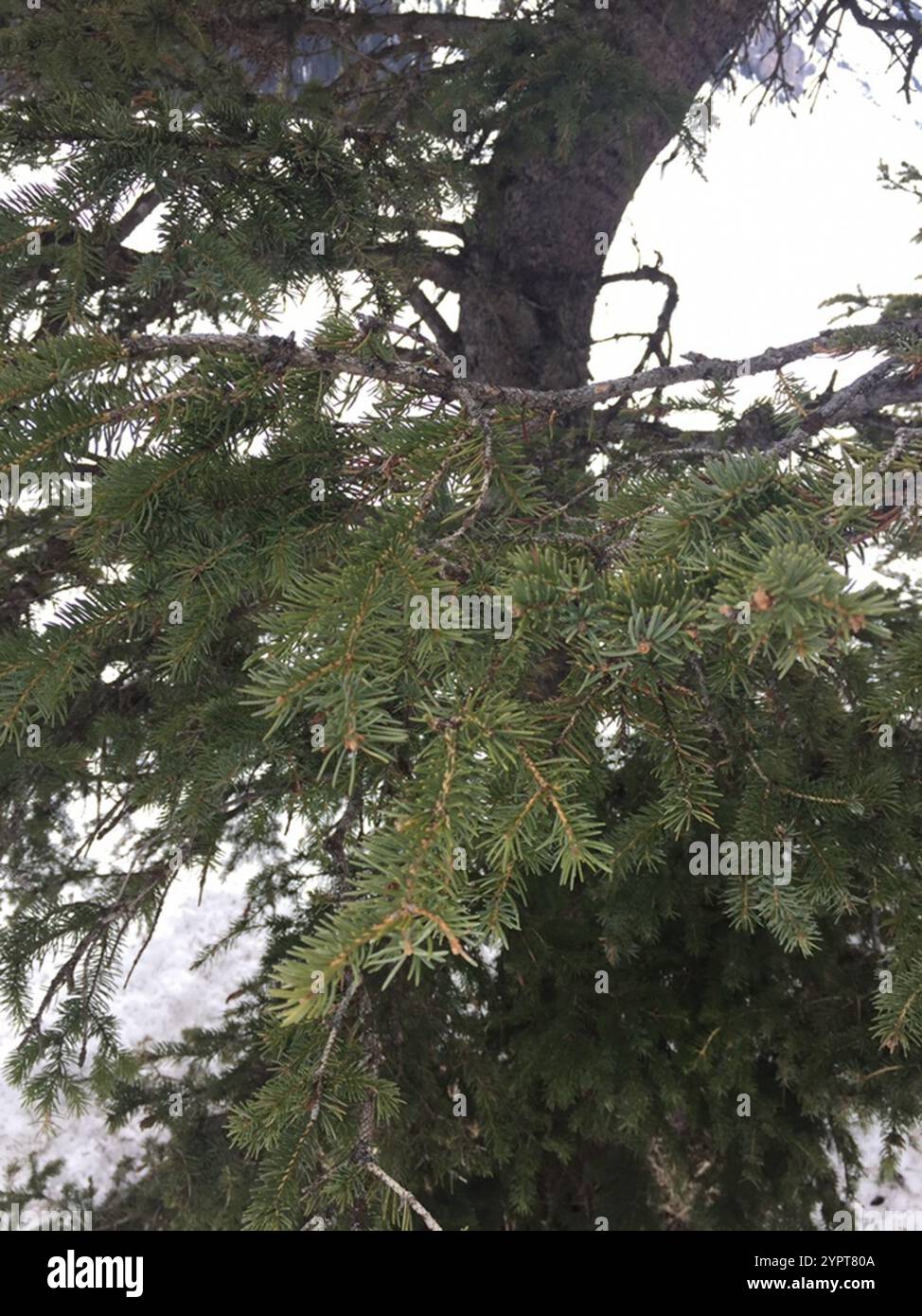 white spruce (Picea glauca Stock Photo - Alamy