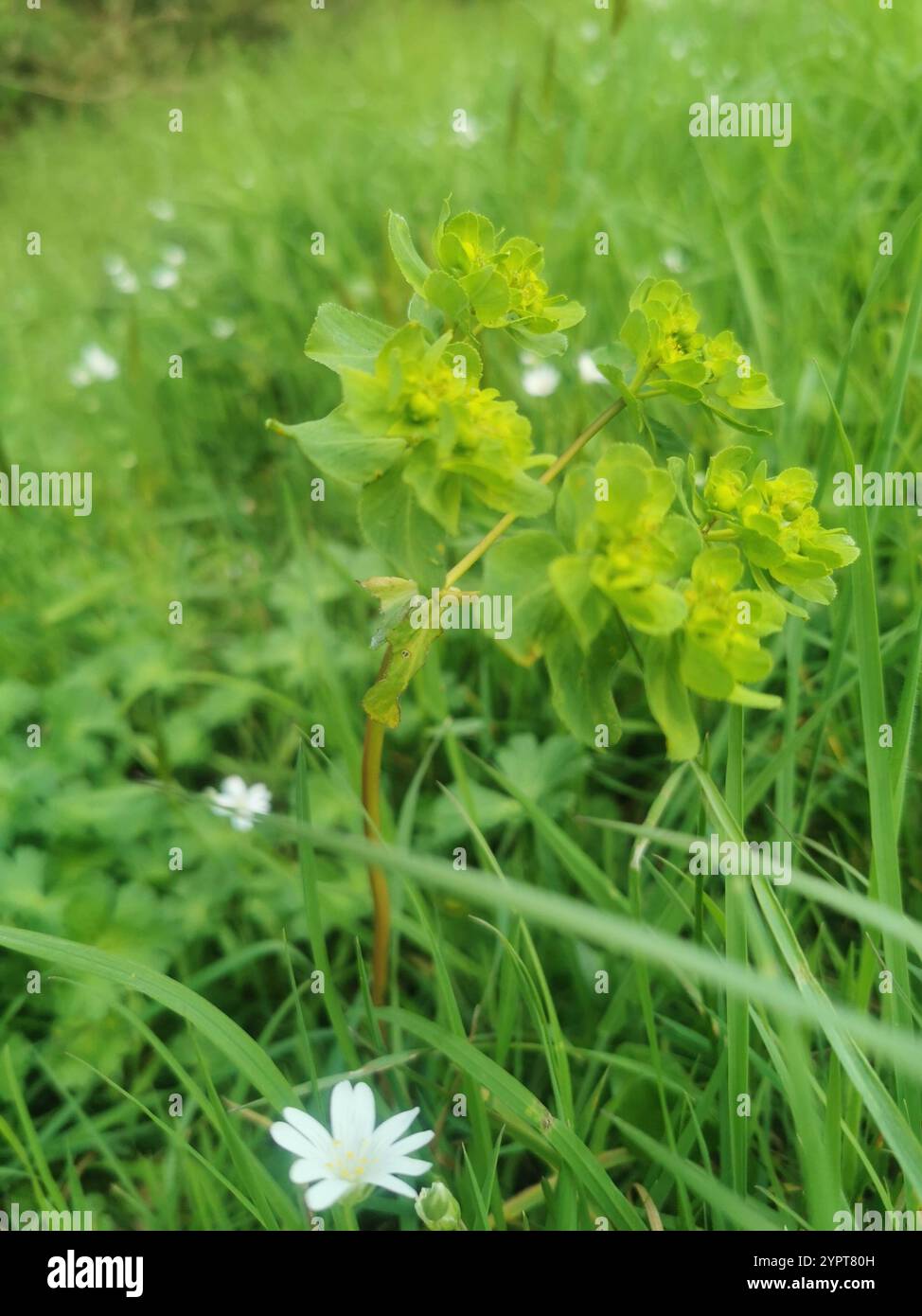 Sun spurge (Euphorbia helioscopia Stock Photo - Alamy