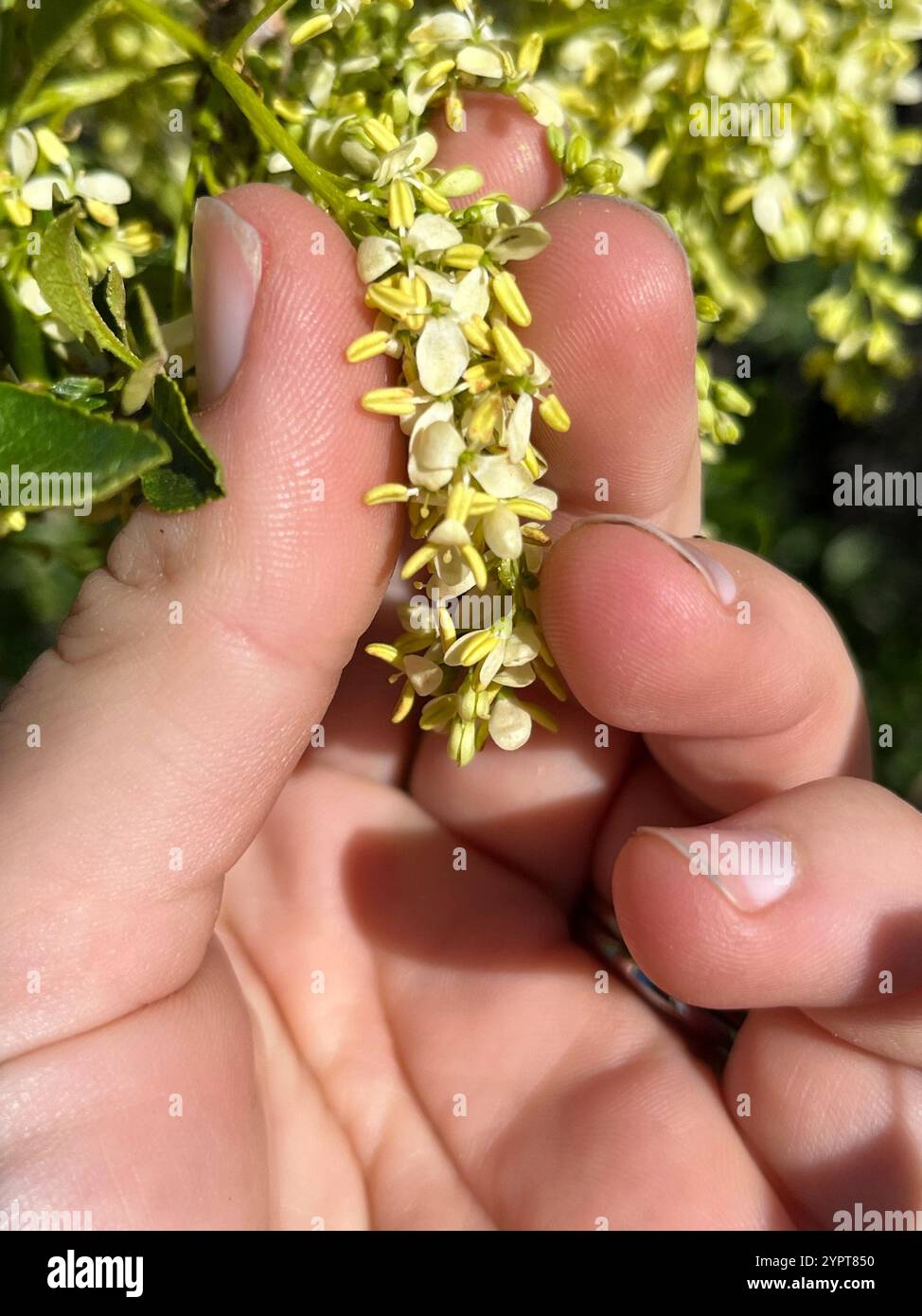 California Ash (Fraxinus dipetala Stock Photo - Alamy