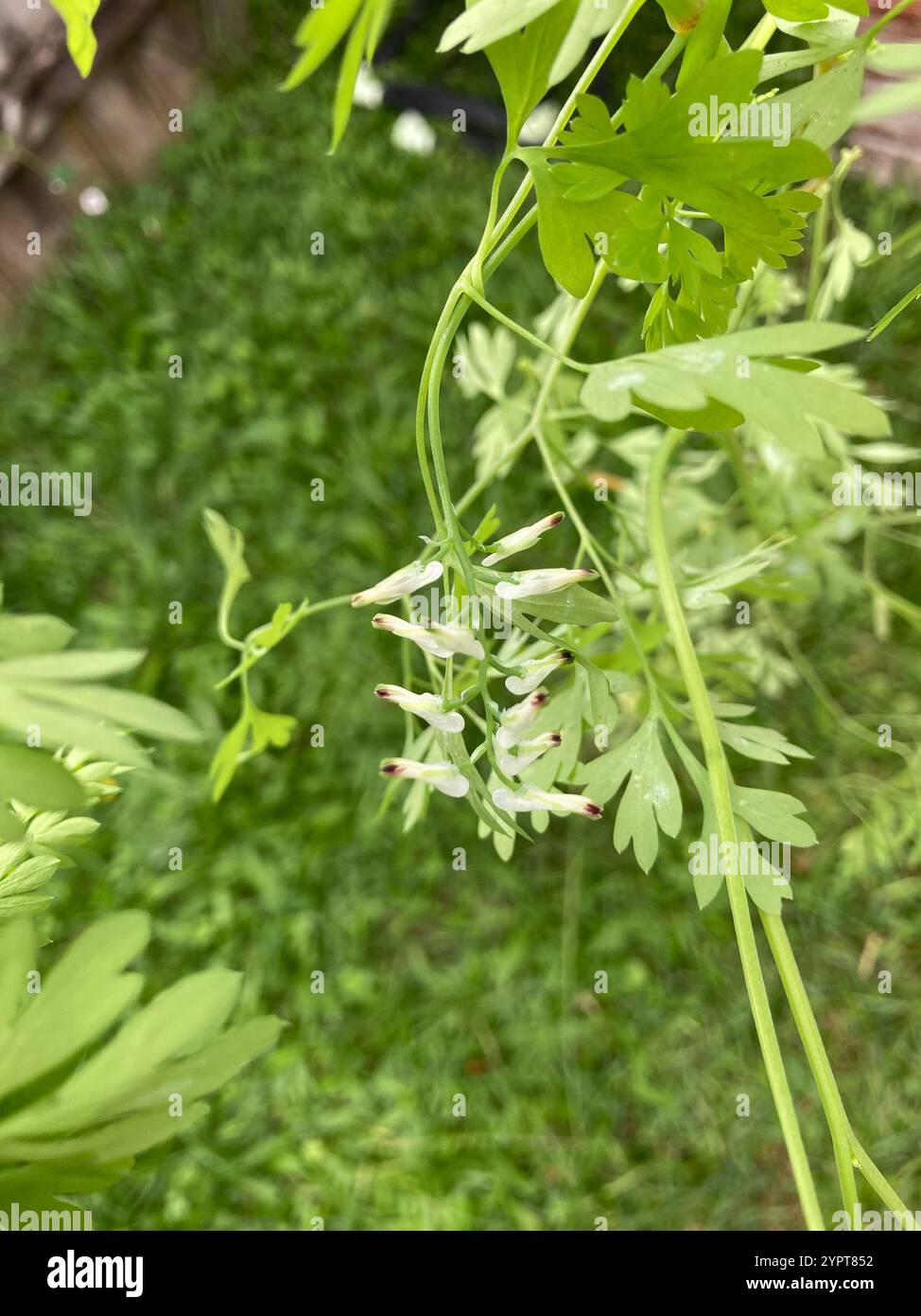white ramping-fumitory (Fumaria capreolata Stock Photo - Alamy