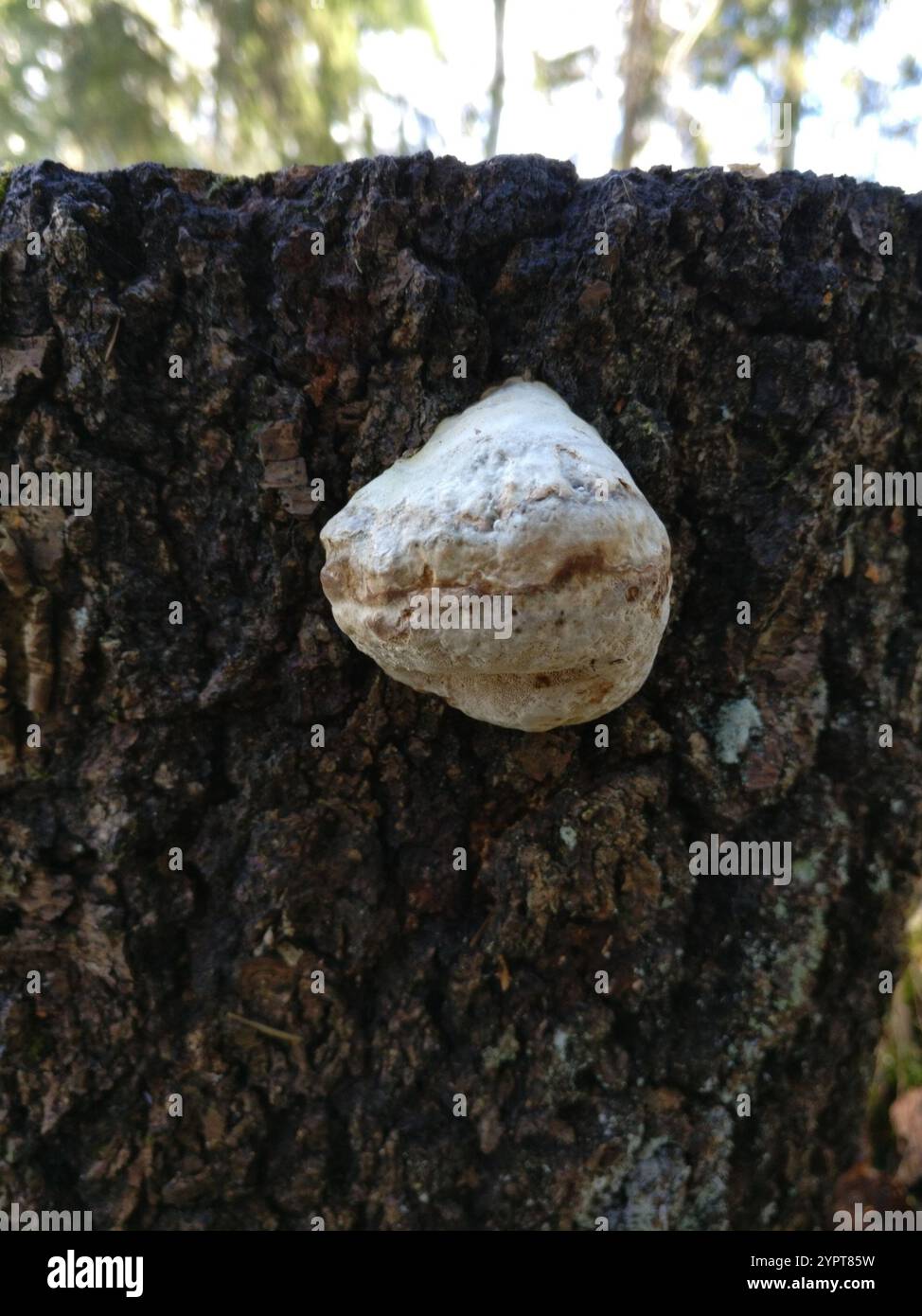 Hoof Fungus (Fomes fomentarius Stock Photo - Alamy