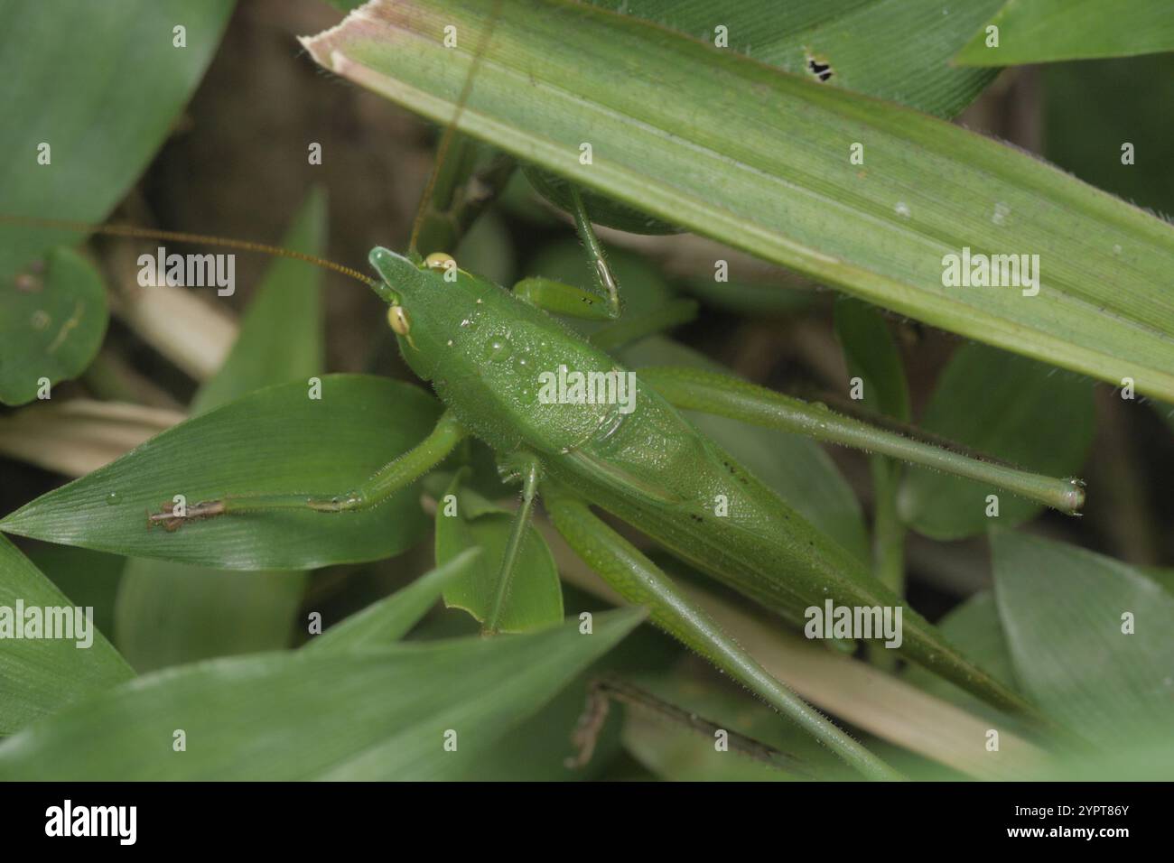 Common Coneheads (Neoconocephalus Stock Photo - Alamy