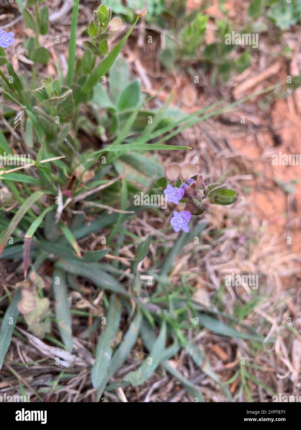 Scutellaria parvula hi-res stock photography and images - Alamy