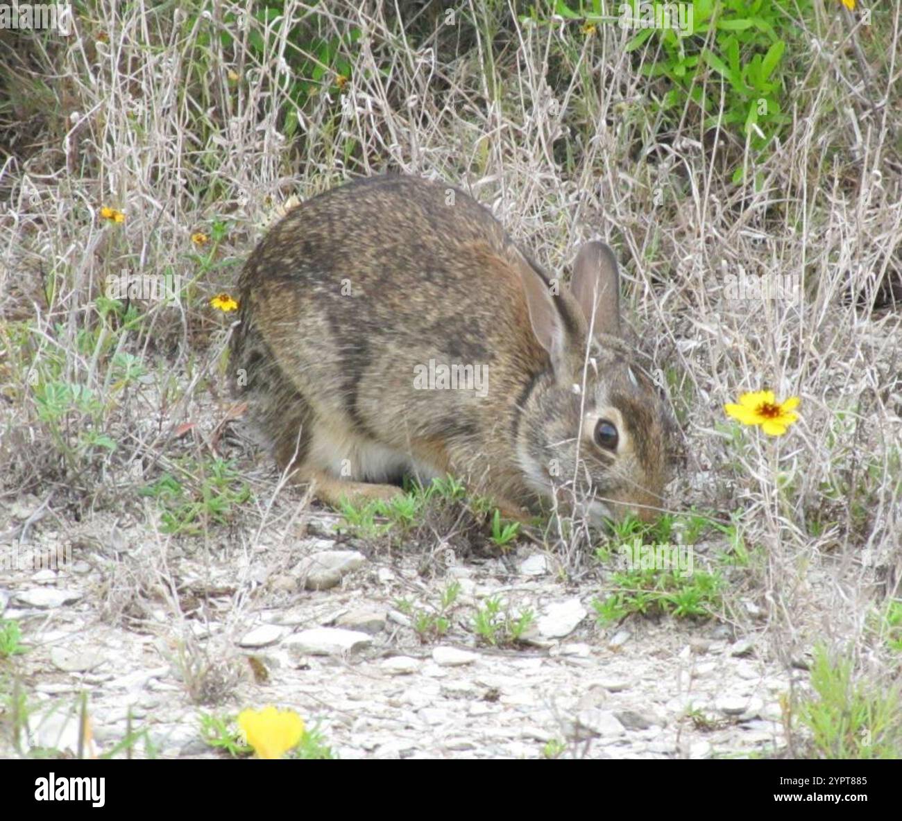 Cottontail Rabbits (Sylvilagus Stock Photo - Alamy