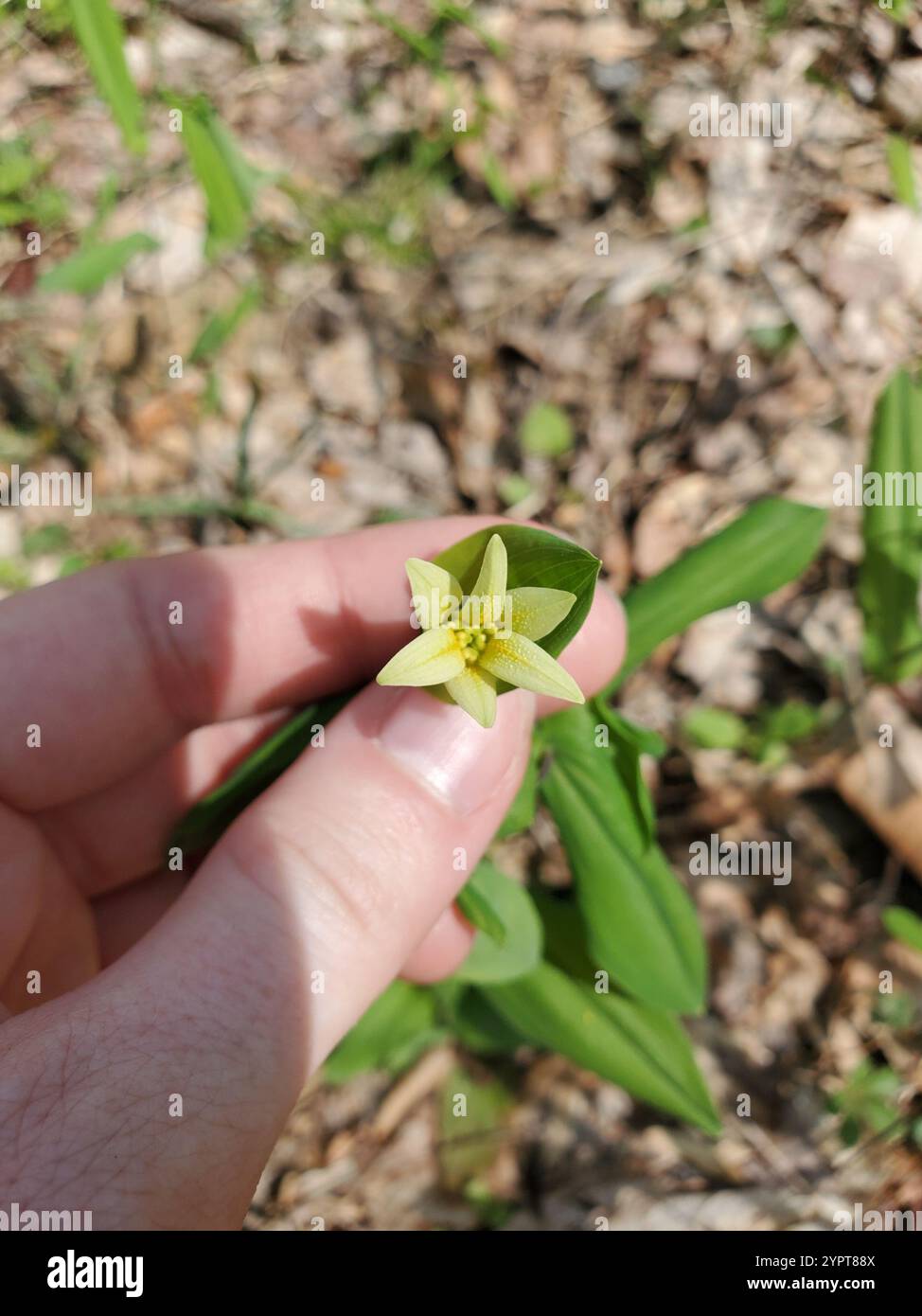perfoliate bellwort (Uvularia perfoliata Stock Photo - Alamy