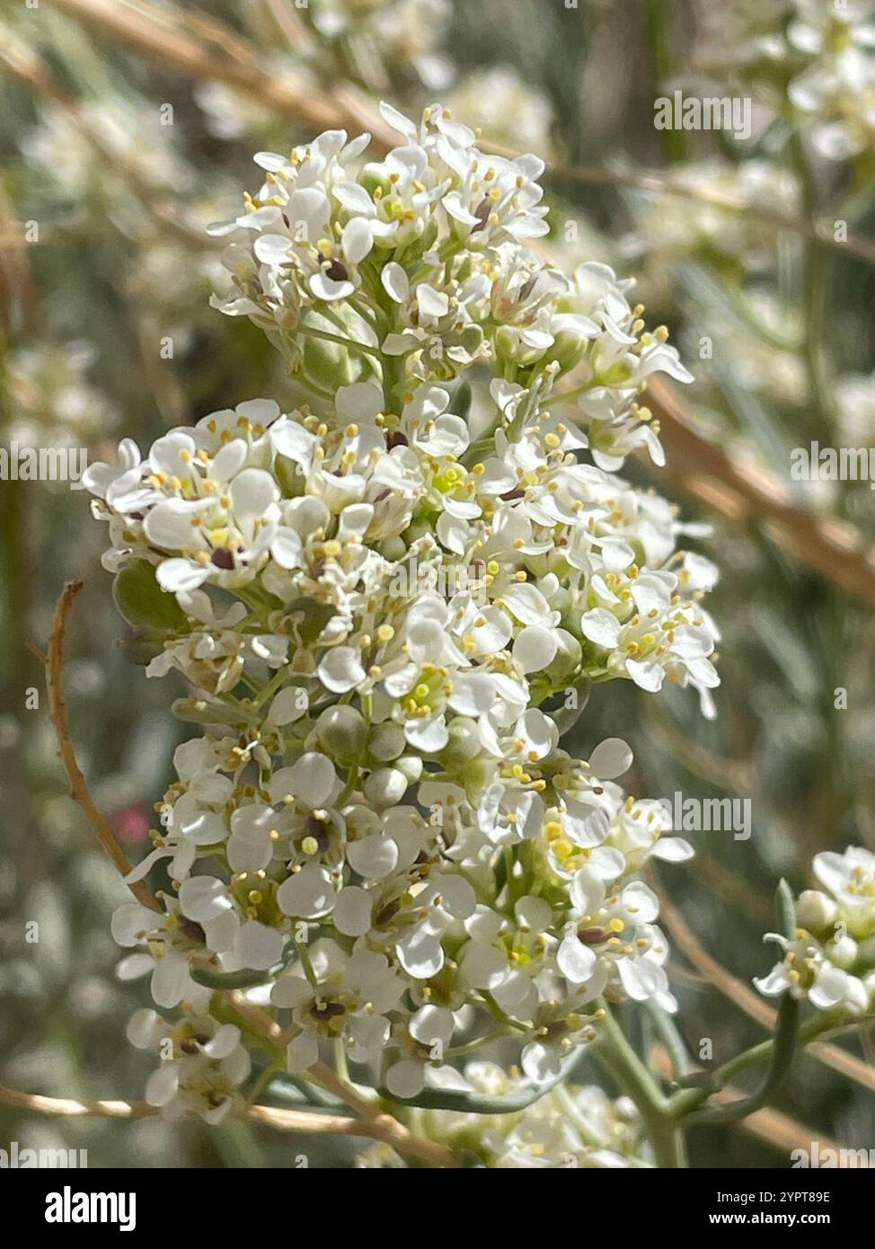 desert pepperweed (Lepidium fremontii Stock Photo - Alamy