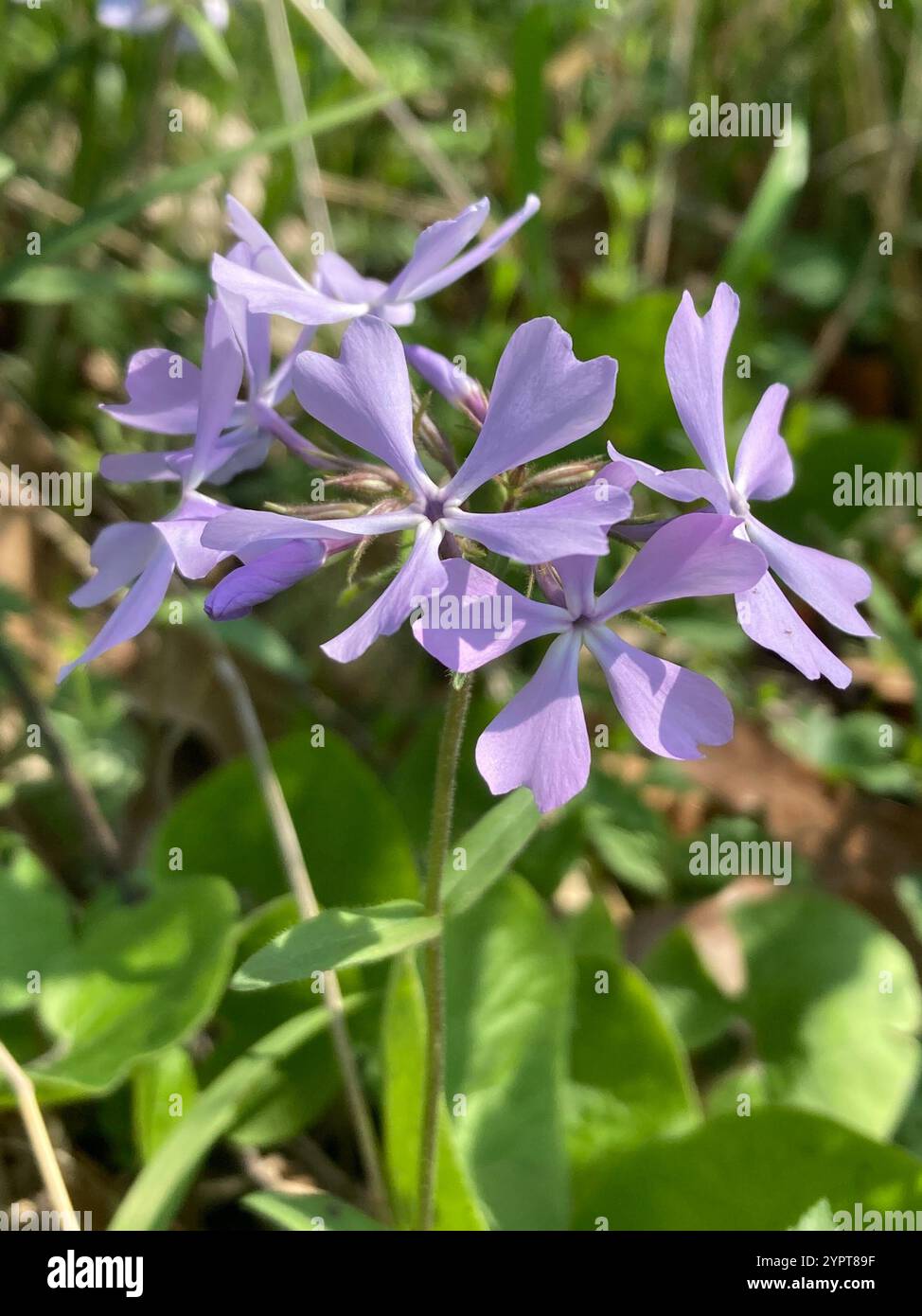 blue phlox (Phlox divaricata Stock Photo - Alamy