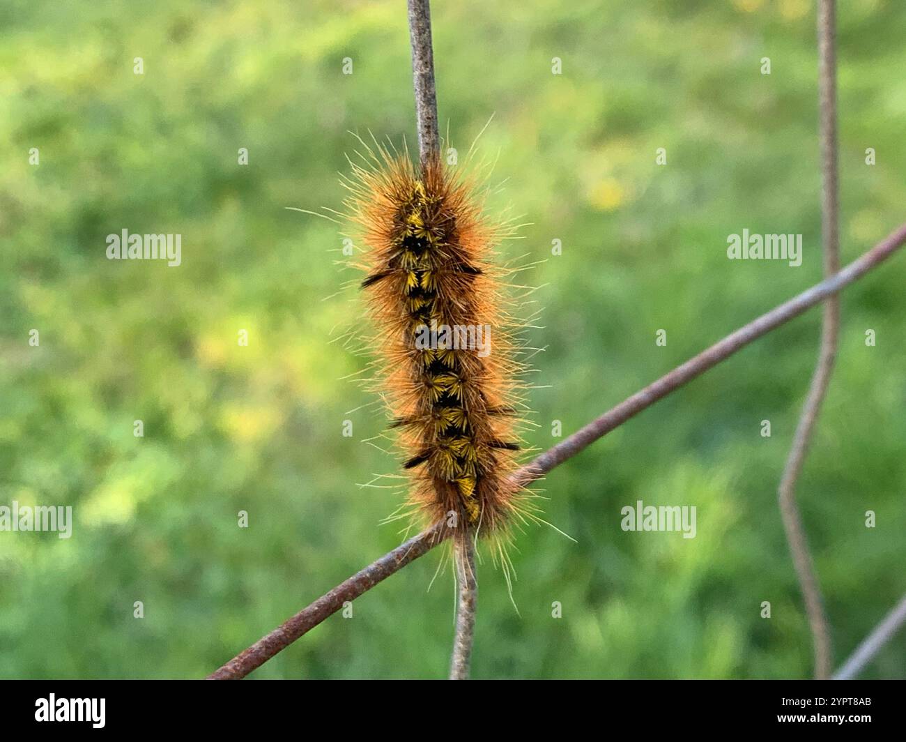 Silver-spotted Tiger Moth (Lophocampa argentata Stock Photo - Alamy