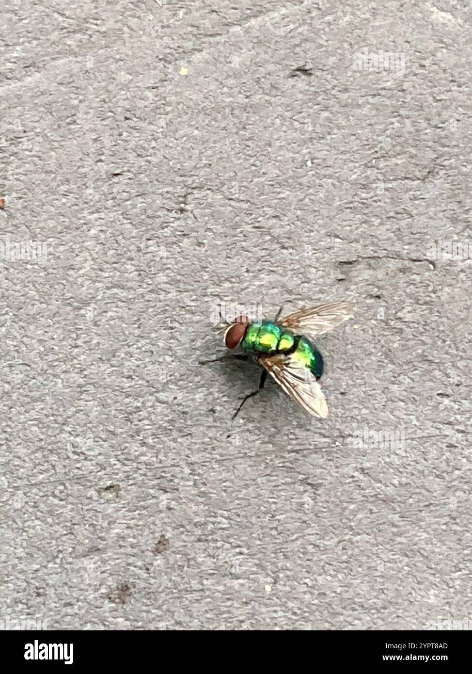 Blow Flies (Calliphoridae Stock Photo - Alamy