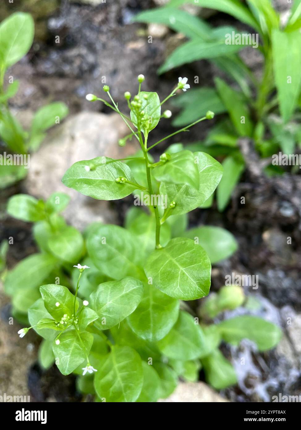seaside brookweed (Samolus parviflorus Stock Photo - Alamy