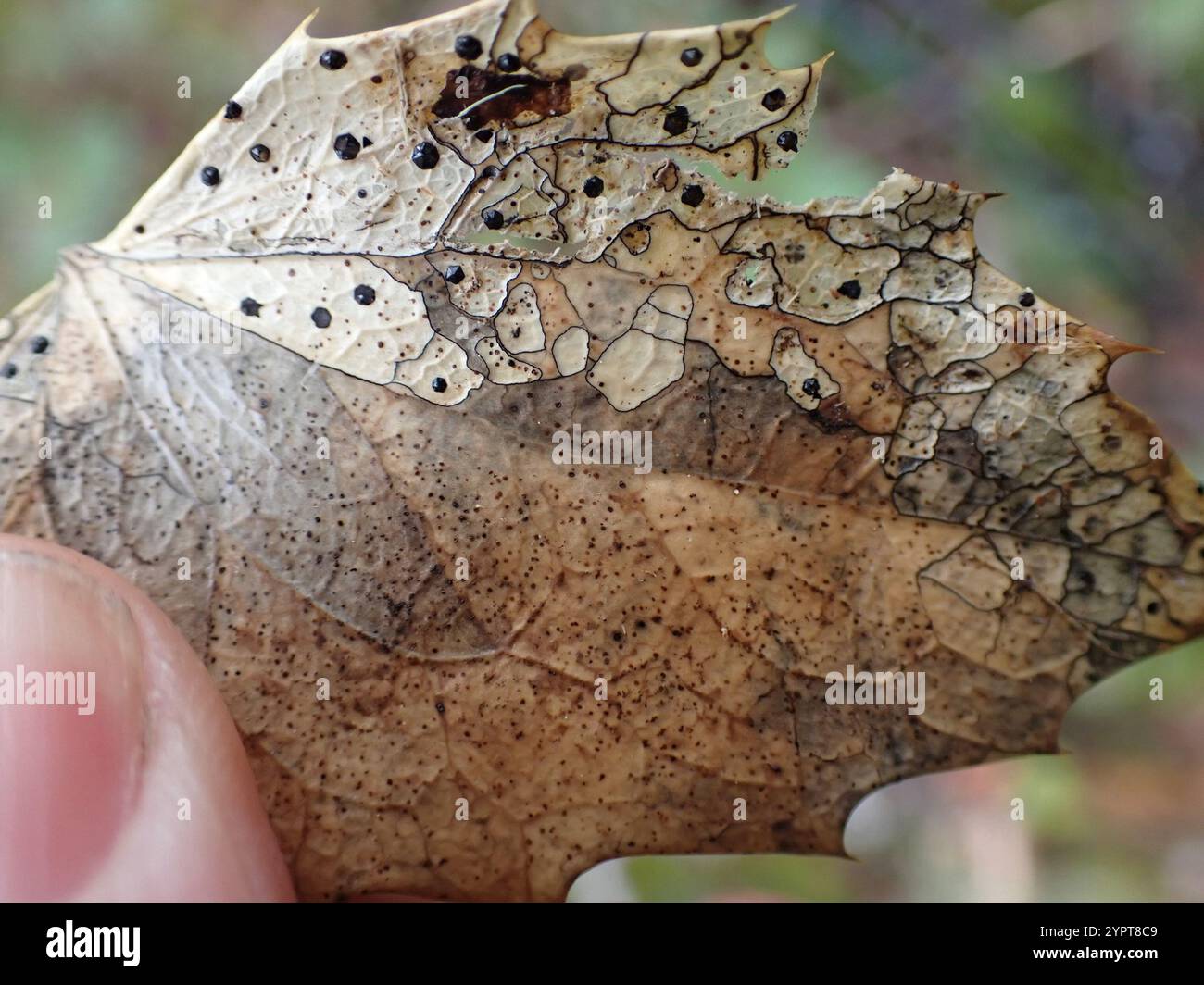 Map Fungus (Coccomyces dentatus Stock Photo - Alamy