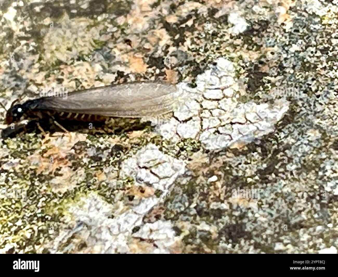 Eastern Subterranean Termite (Reticulitermes flavipes Stock Photo - Alamy