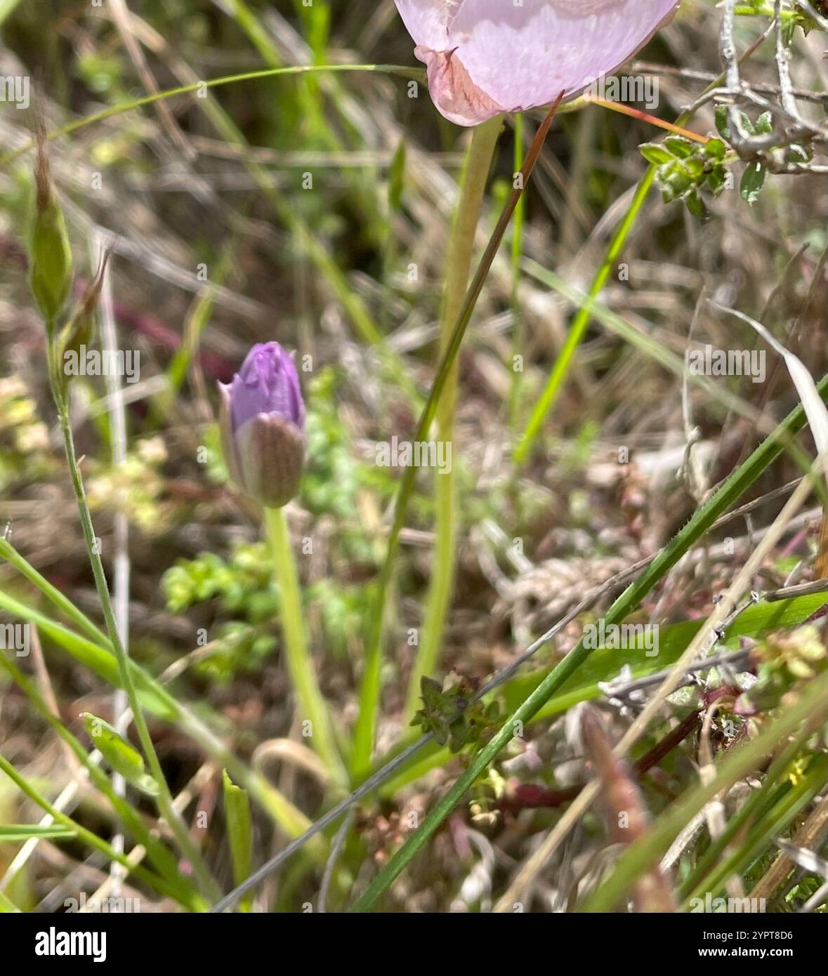 Pink star-tulip (Calochortus uniflorus Stock Photo - Alamy